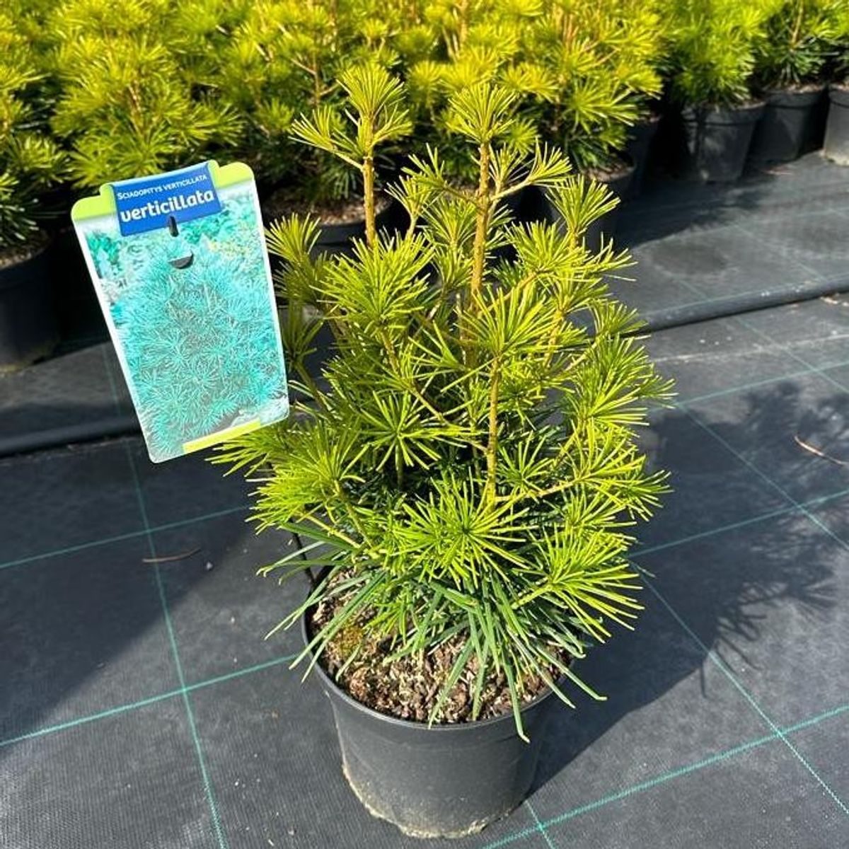 Sciadopitys verticillata — Plant Wholesale FlorAccess