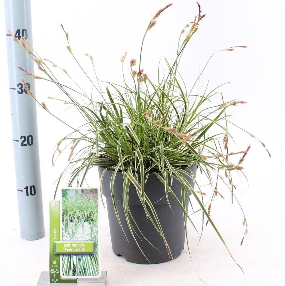 Carex oshimensis EVERCOLOR EVERCREAM — Plant Wholesale FlorAccess