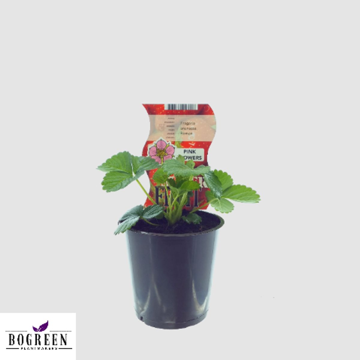 Fragaria x ananassa 'Roman' — Plant Wholesale FlorAccess