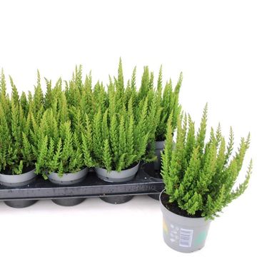 Heathers — Plant Wholesale FlorAccess