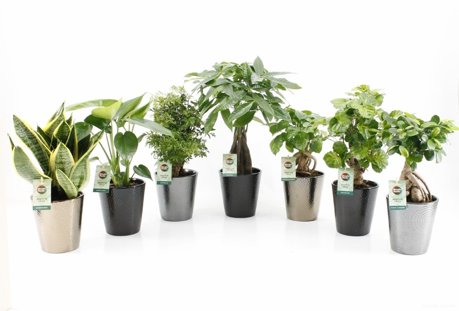 Houseplants MIX — Plant Wholesale FlorAccess