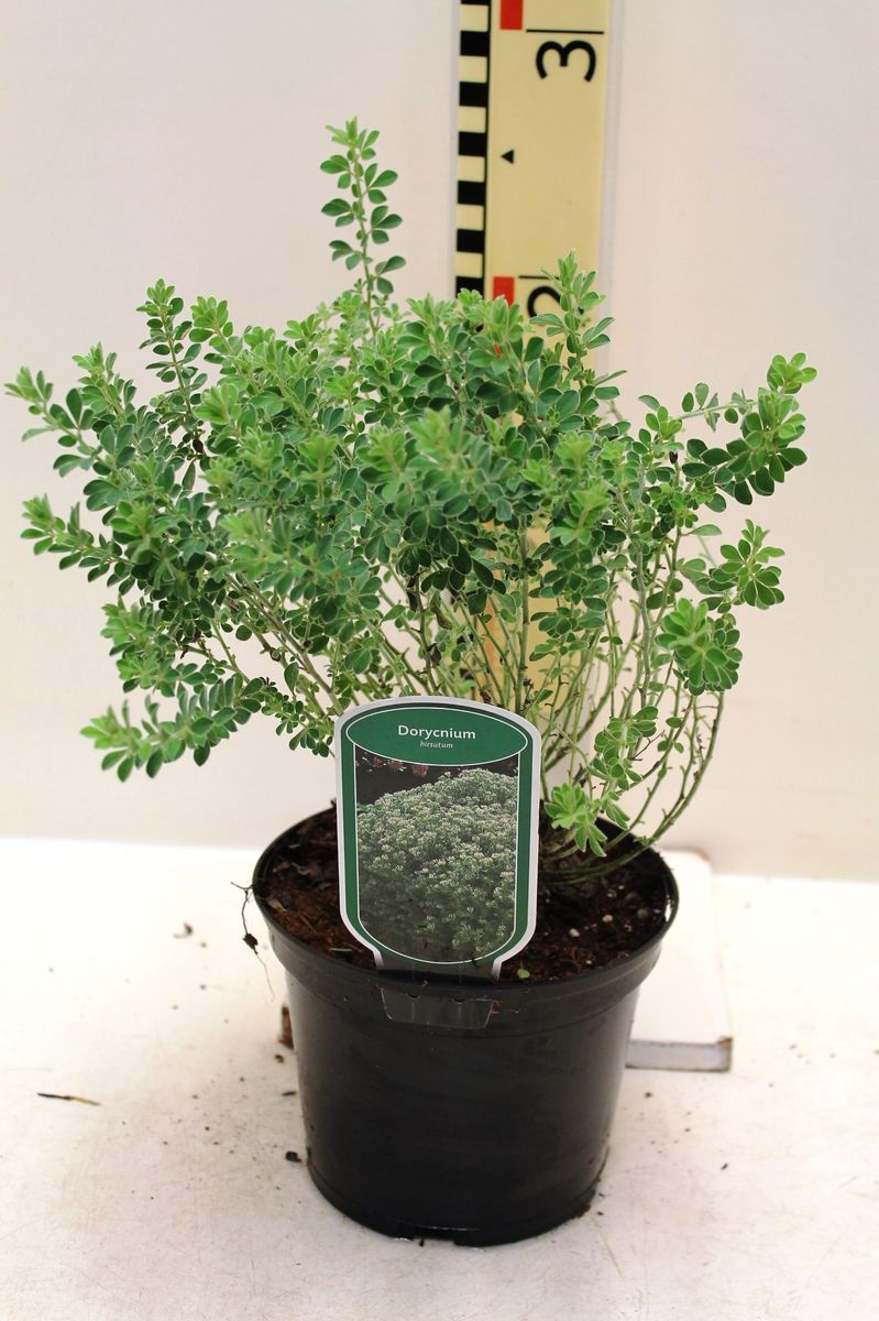 Dorycnium Hirsutum — Plant Wholesale Floraccess