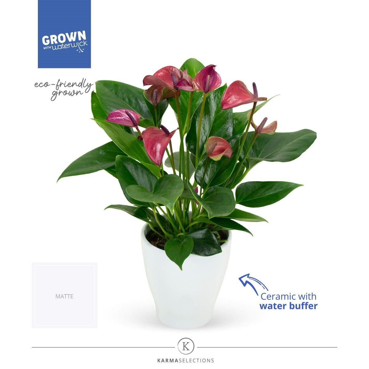 Anthurium KARMA PURPLE — Plant Wholesale FlorAccess