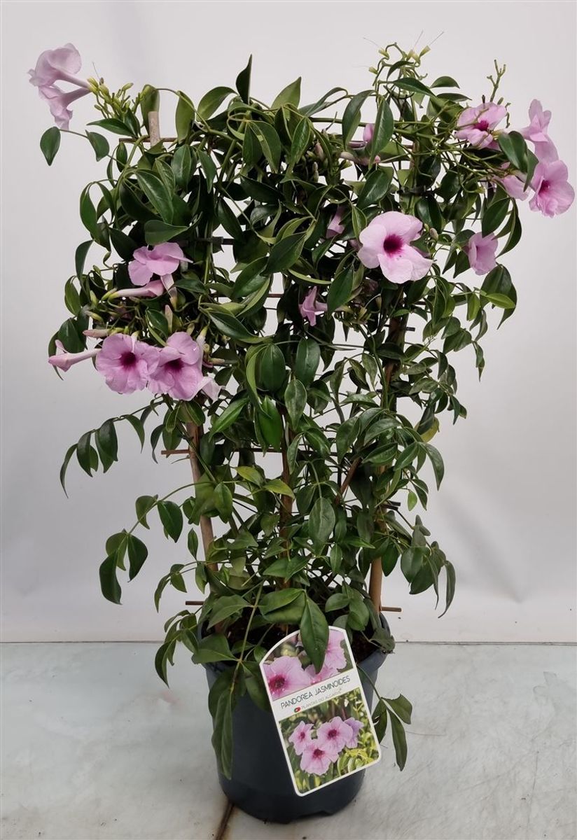 Pandorea jasminoides — Plant Wholesale FlorAccess