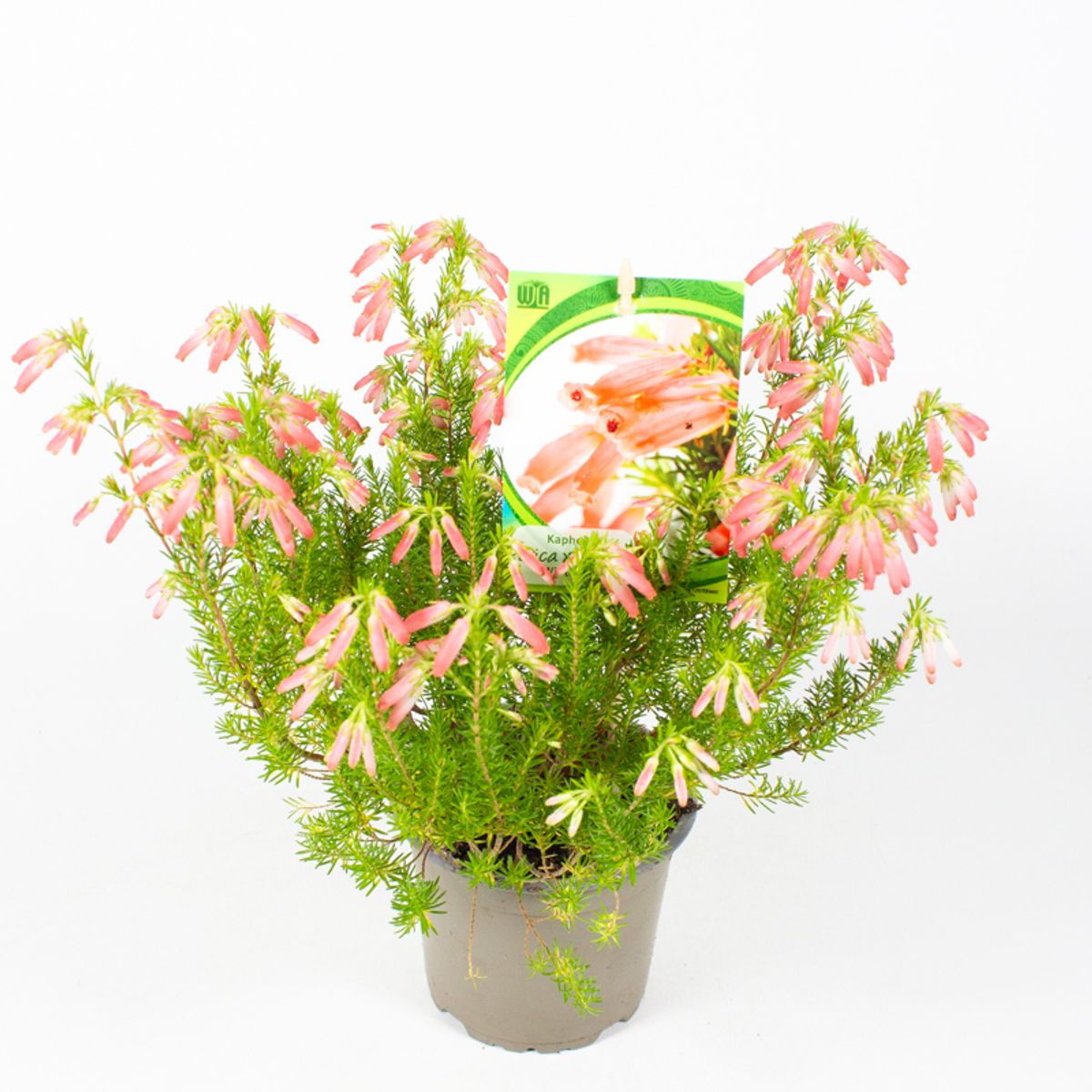 Erica 'Winter Fire' — Plant Wholesale FlorAccess