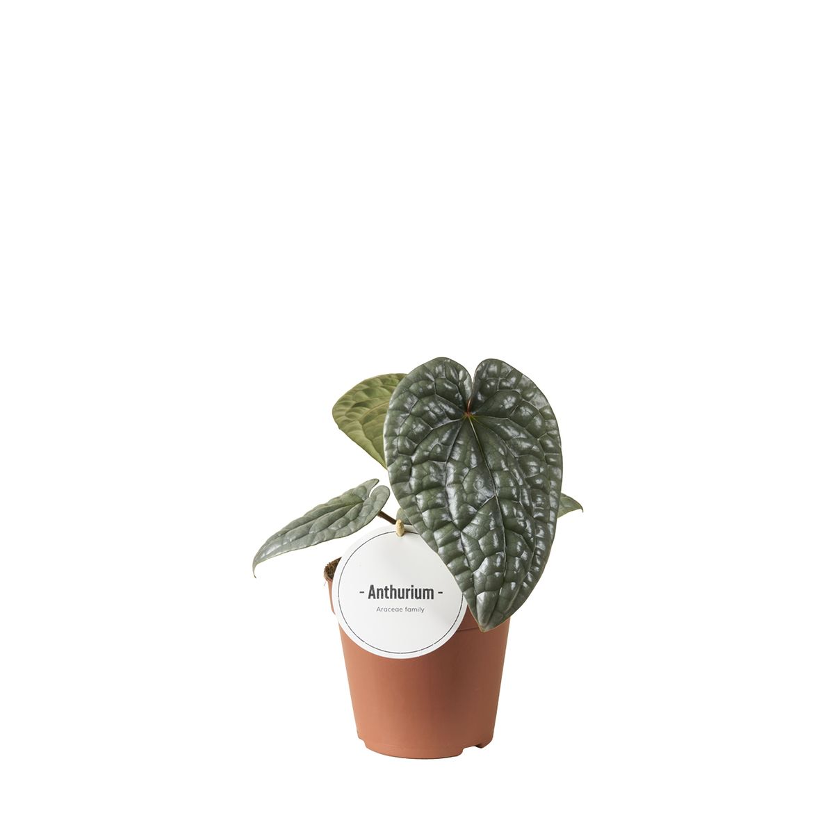 Anthurium luxurians — Plant Wholesale FlorAccess