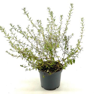 Buddleja alternifolia UNIQUE — Plant Wholesale FlorAccess