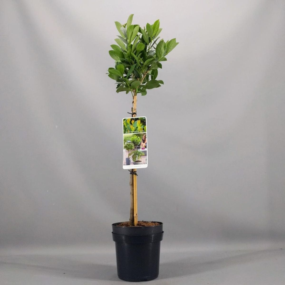 Prunus laurocerasus 'Mano' — Plant Wholesale FlorAccess