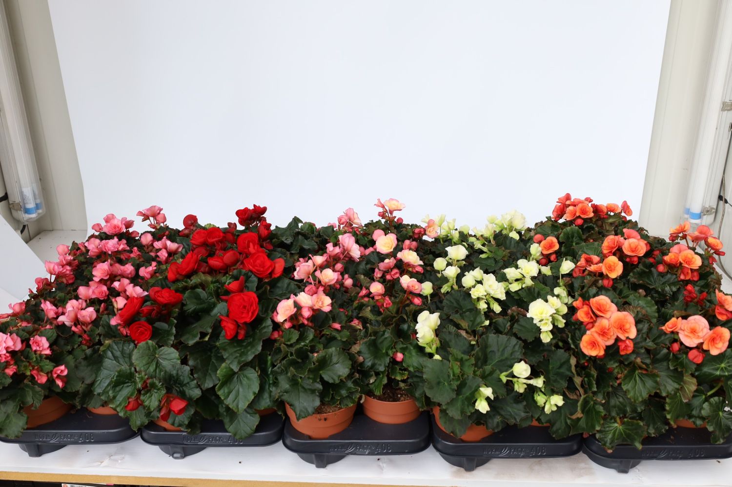 Begonia MIX — Plant Wholesale FlorAccess