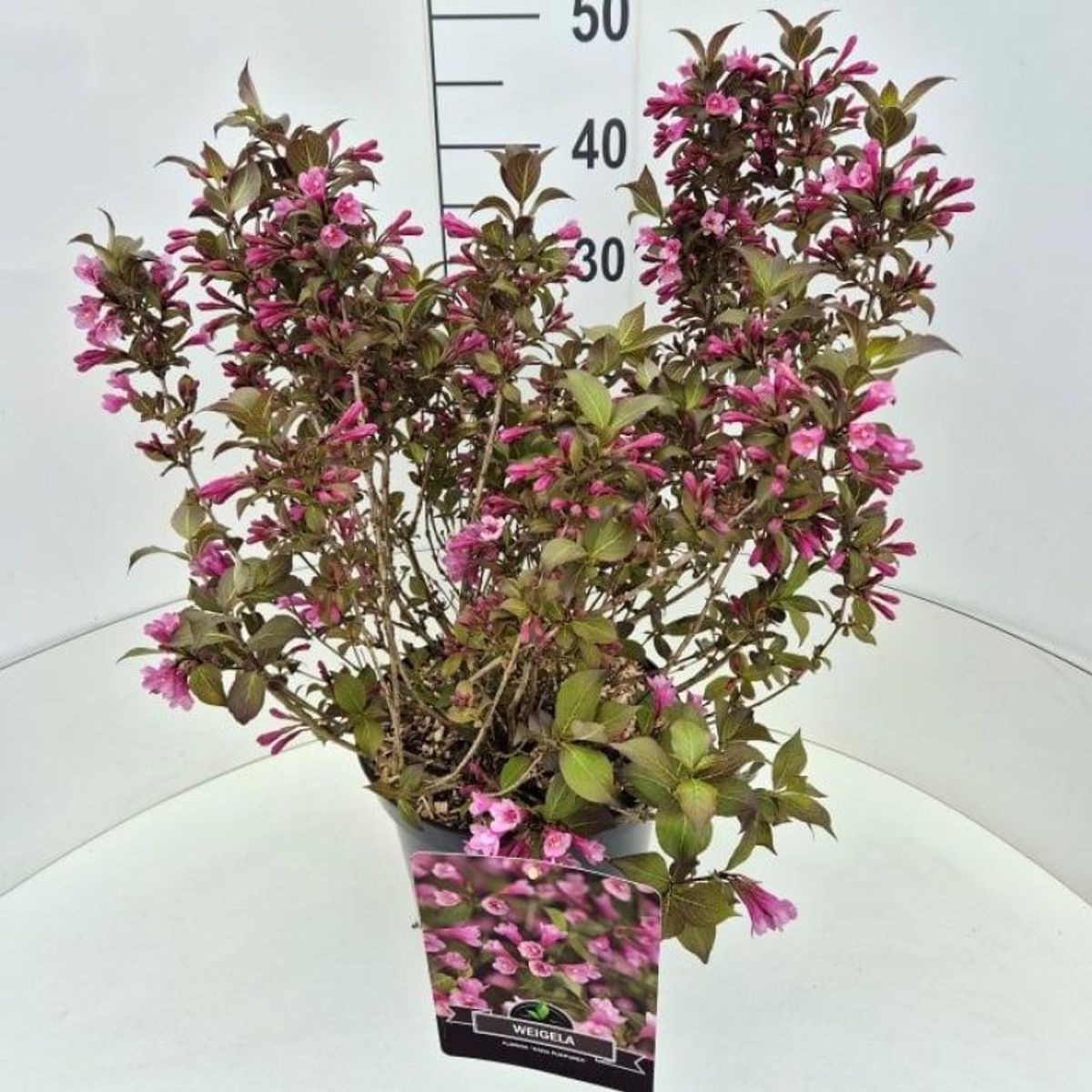 Weigela florida 'Nana Purpurea' — Kasvien tukkumyynti FlorAccess