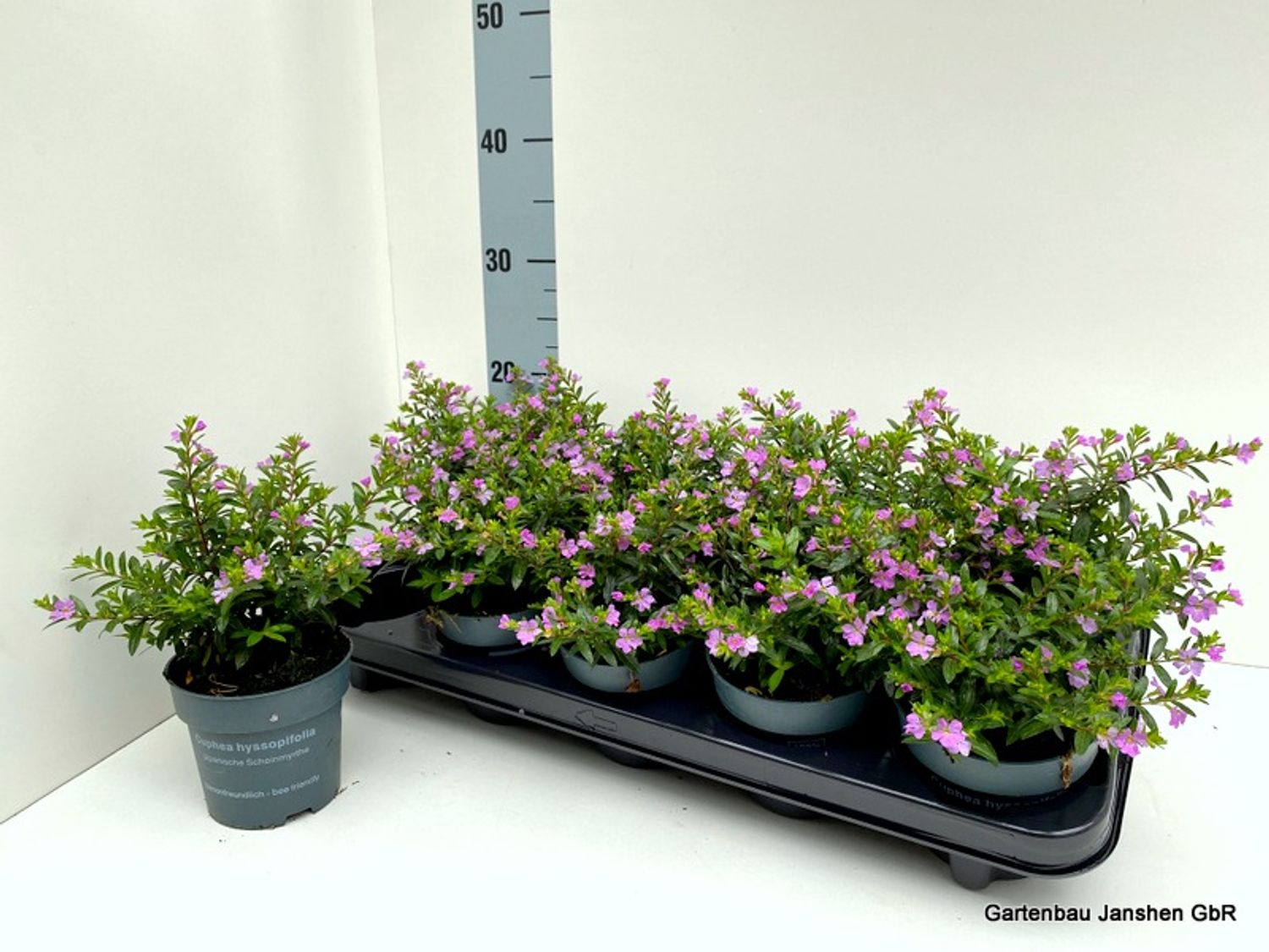 Cuphea hyssopifolia — Plant Wholesale FlorAccess