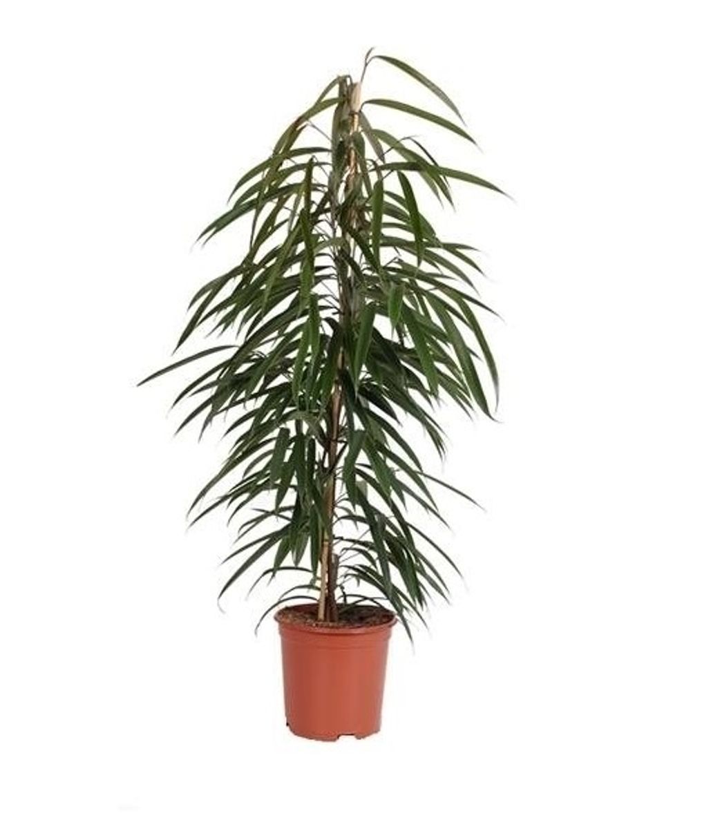 Ficus binnendijkii 'Alii' — Hurtownia roślin FlorAccess