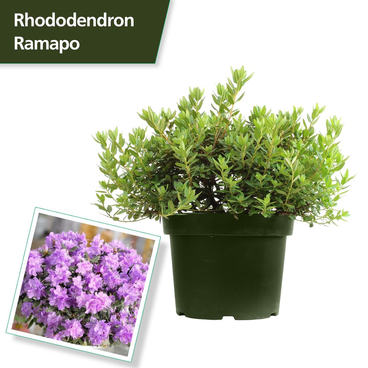 Rhododendron 'Ramapo' — Plant Wholesale FlorAccess