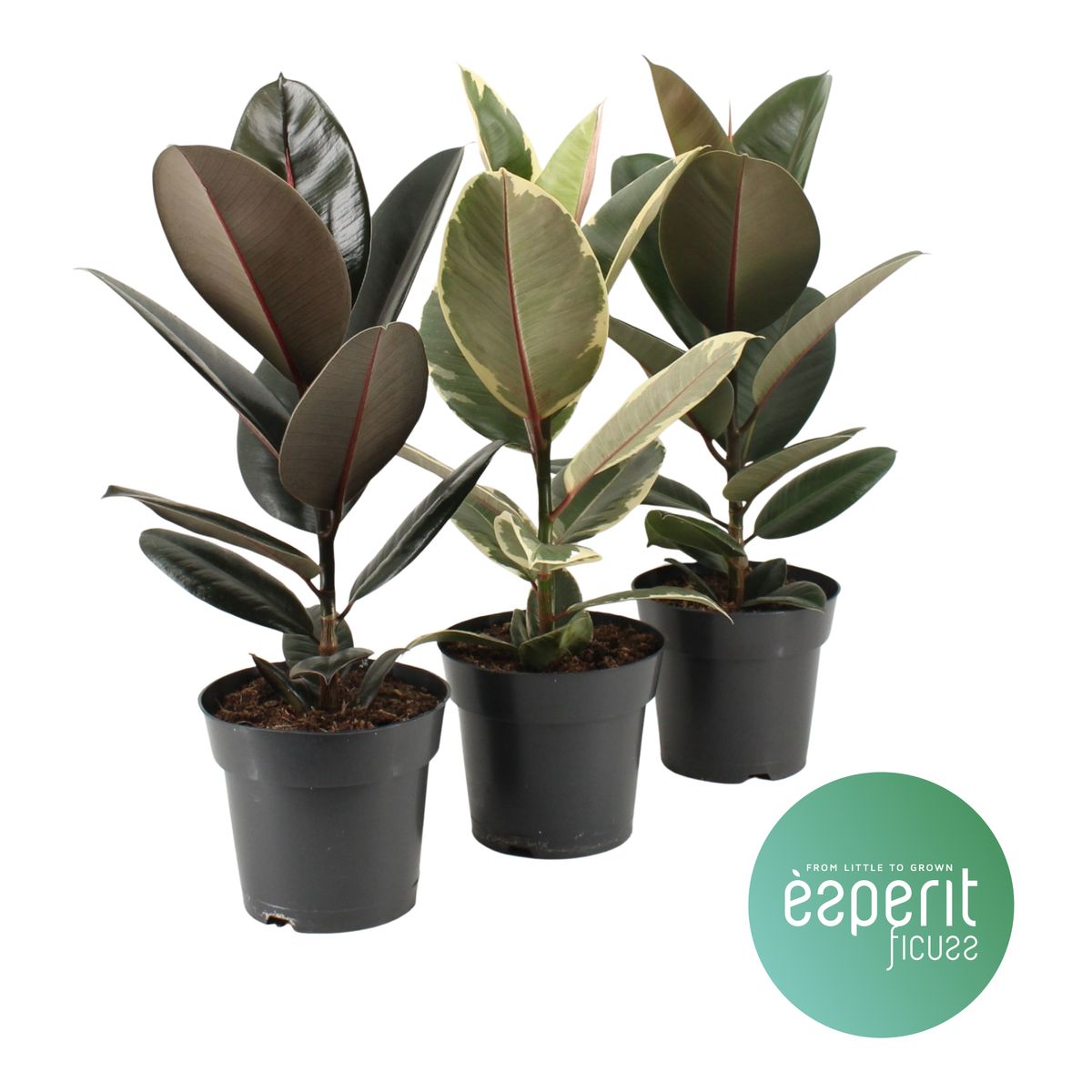 Ficus elastica MIX — Plant Wholesale FlorAccess