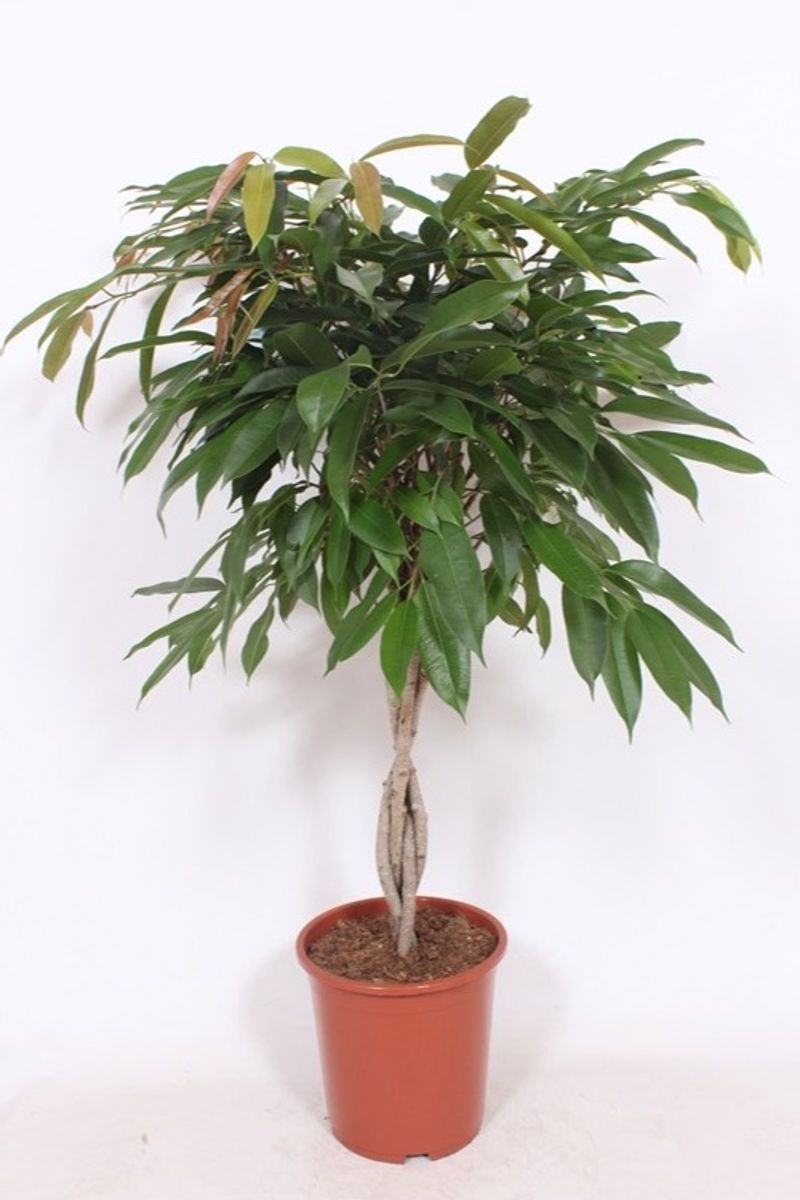 Ficus binnendijkii 'Amstel King' — Рослини оптом FlorAccess