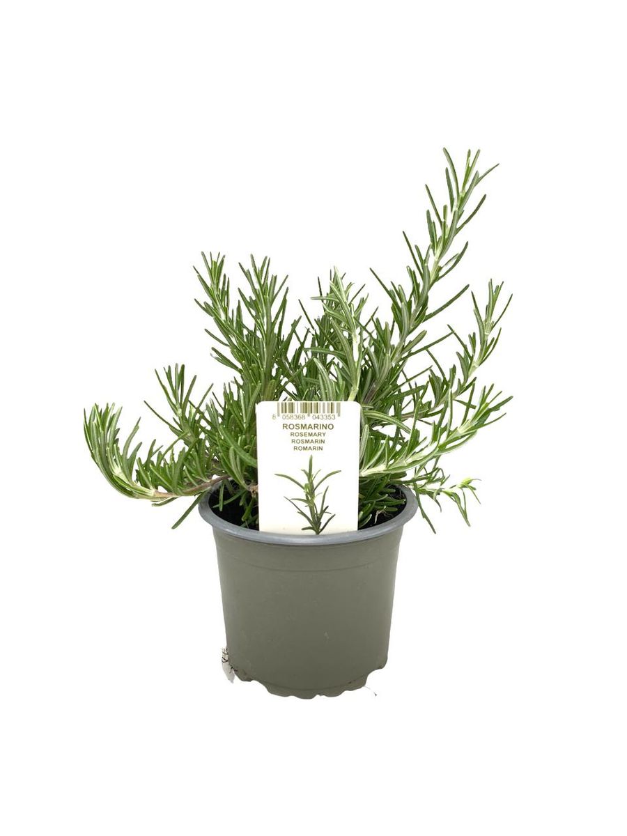 Rosmarinus officinalis 'Prostratus' — Plant Wholesale FlorAccess