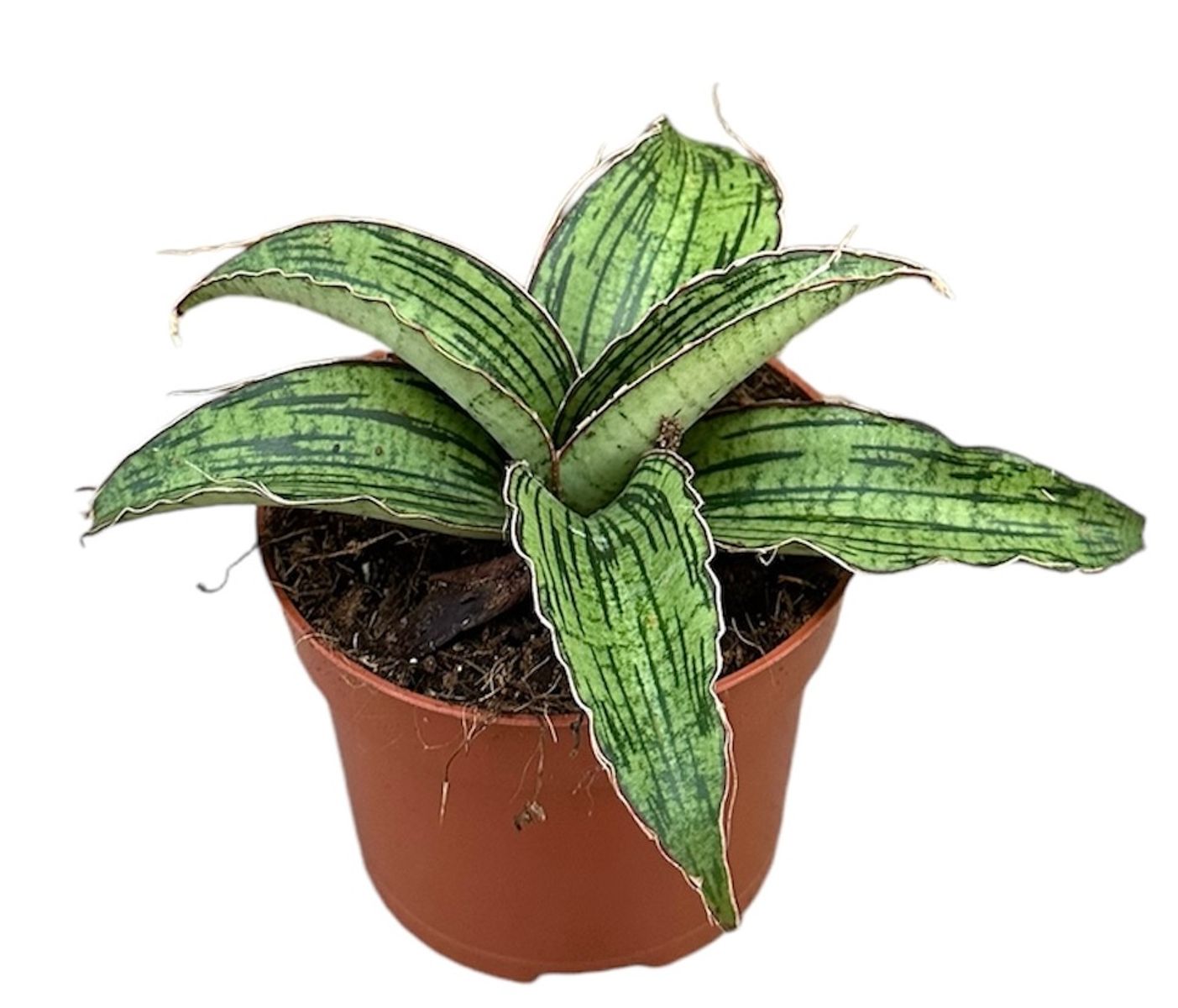 Sansevieria 'Cleopatra' — Plant Wholesale FlorAccess