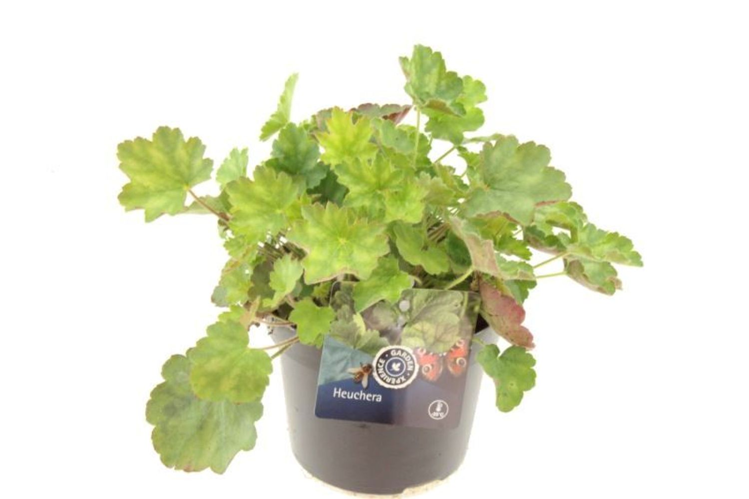 Heuchera sanguinea 'Ruby Bells' — Plant Wholesale FlorAccess
