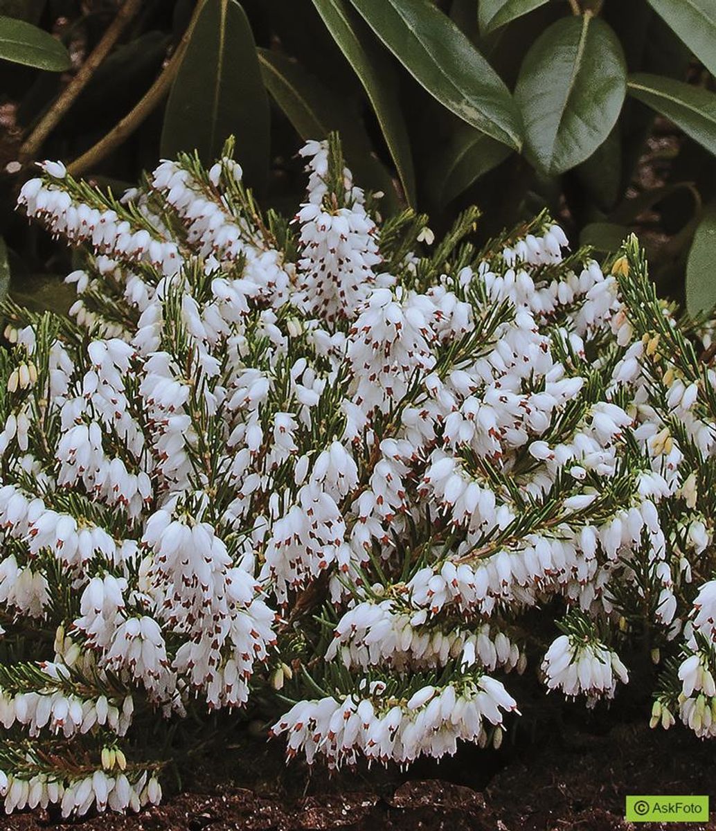 Erica x darleyensis 'Snow Surprise' — Plant Wholesale FlorAccess