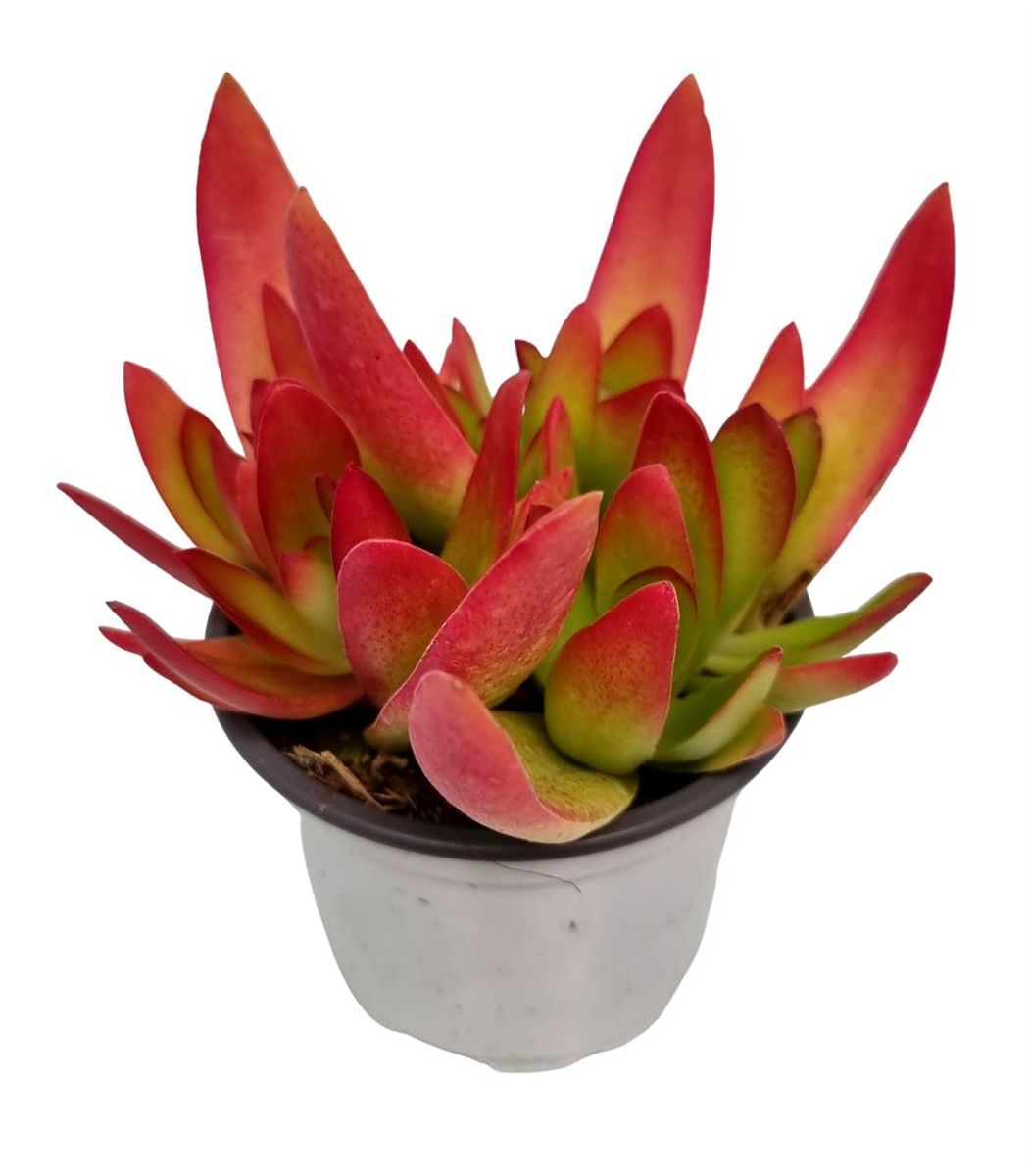 Crassula capitella 'Campfire' — Plant Wholesale FlorAccess