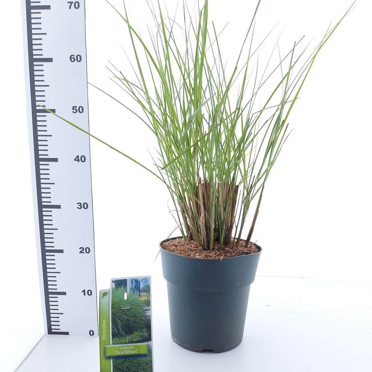 Miscanthus sinensis 'Gracillimus' — Plant Wholesale FlorAccess
