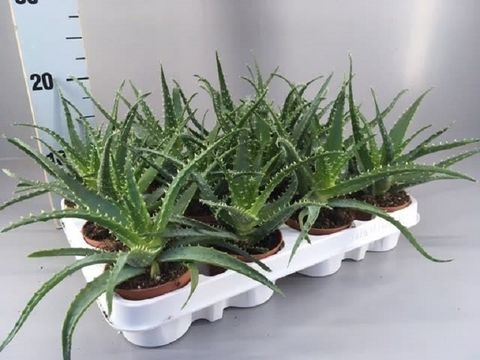 Aloe arborescens — Plant Wholesale FlorAccess
