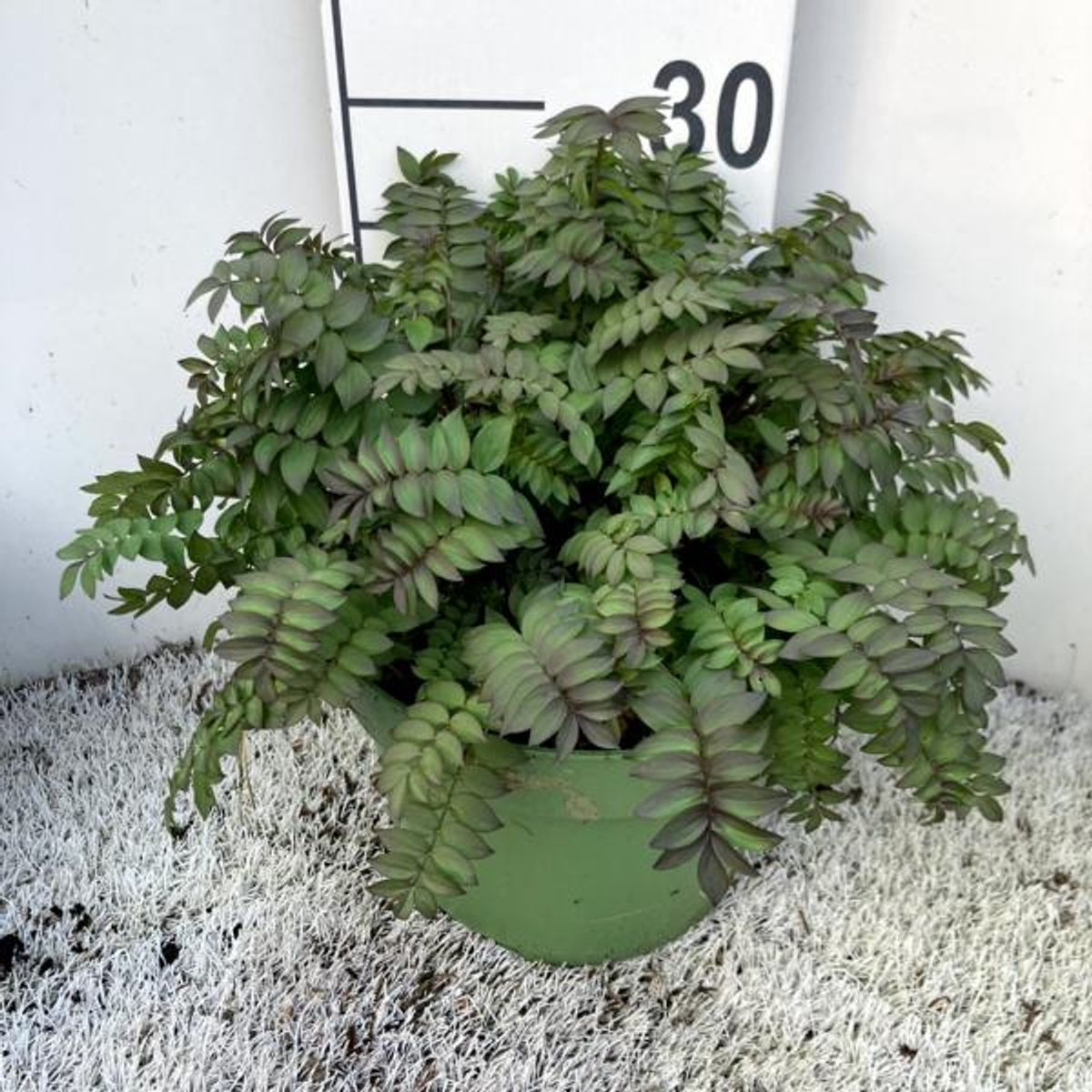 Polemonium 'Heaven Scent' — Plant Wholesale FlorAccess