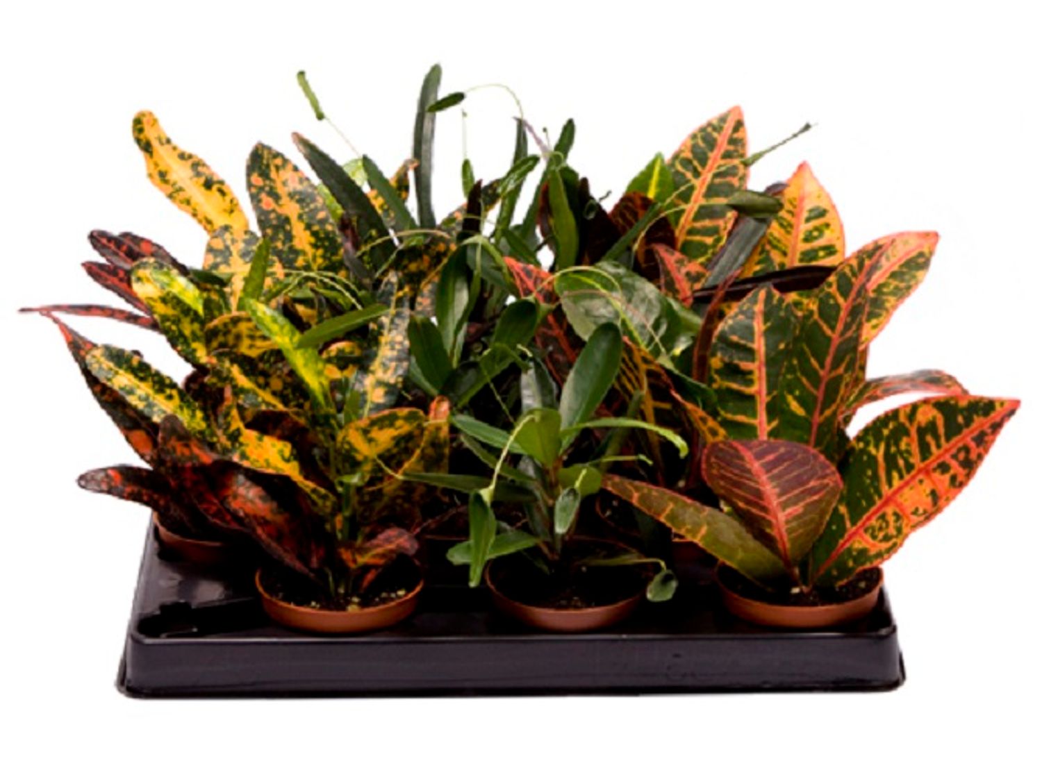 Codiaeum MIX — Plant Wholesale FlorAccess