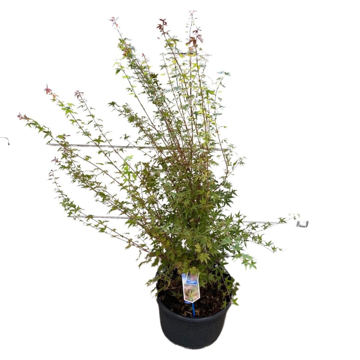 Acer palmatum 'Phoenix' — Рослини оптом FlorAccess