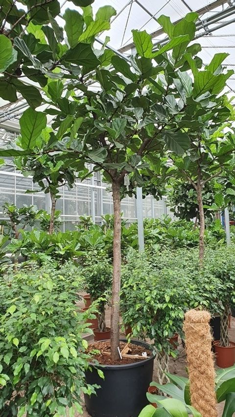 Ficus lyrata — Plant Wholesale FlorAccess