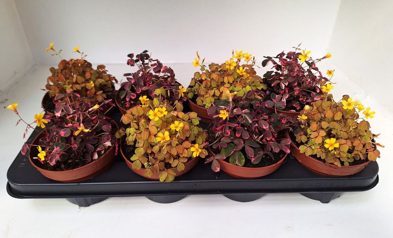 Oxalis MIX — Plant Wholesale FlorAccess