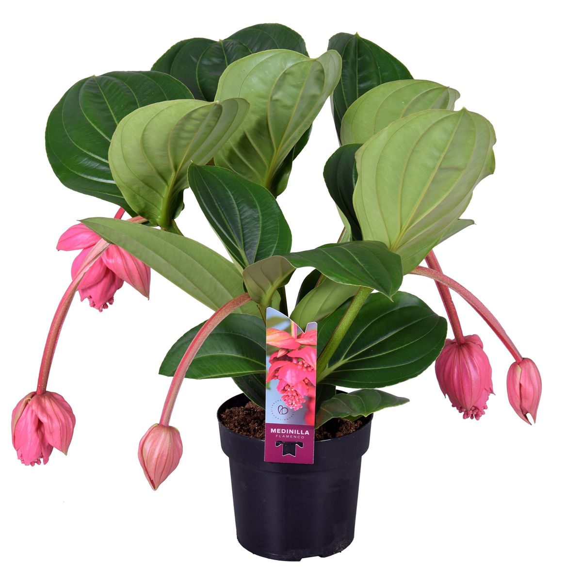 Medinilla magnifica 'Flamenco' — Растения Оптовая FlorAccess