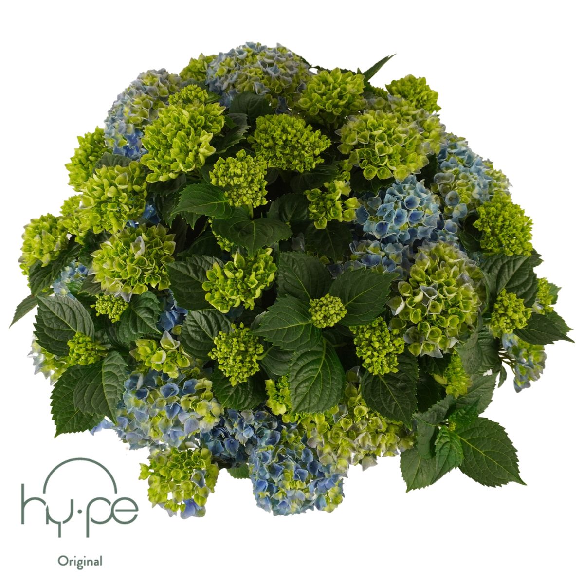 Hydrangea macrophylla MOPHEAD BLUE — Plant Wholesale FlorAccess