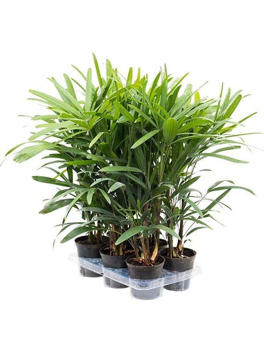 Rhapis excelsa — Plant Wholesale FlorAccess