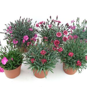 FlorAccess – Plant Wholesale