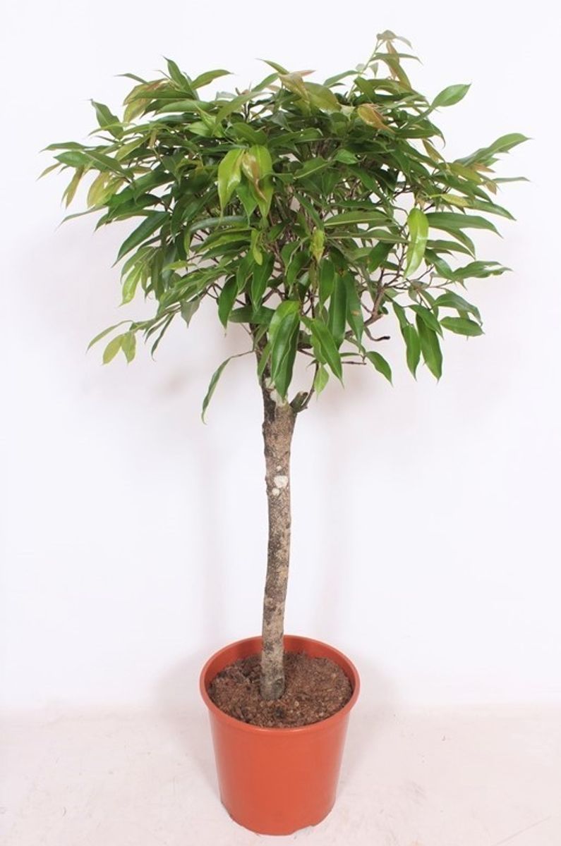 Ficus binnendijkii 'Amstel King' — Plant Wholesale FlorAccess
