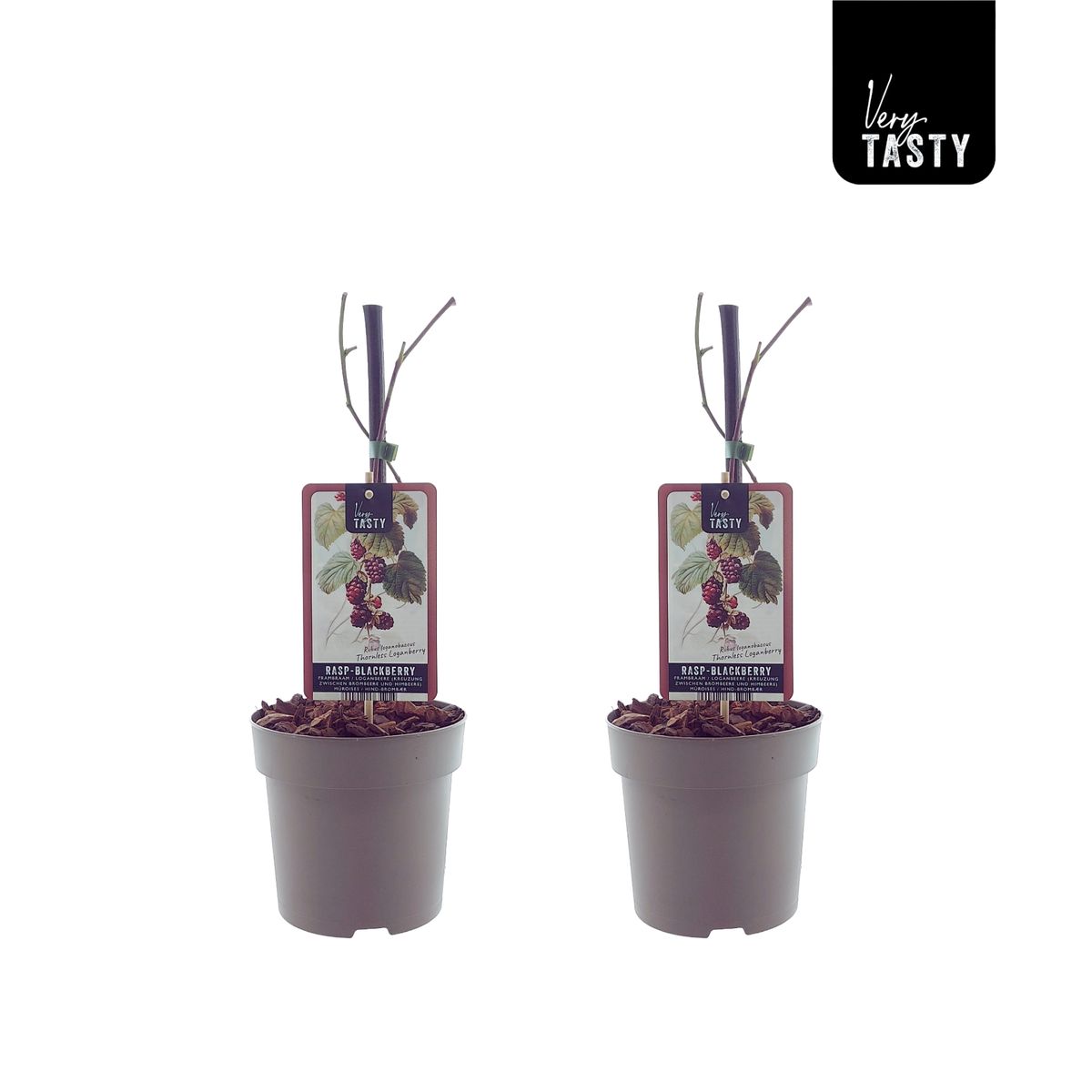 Rubus x loganobaccus THORNLESS LOGANBERRY — Plant Wholesale FlorAccess