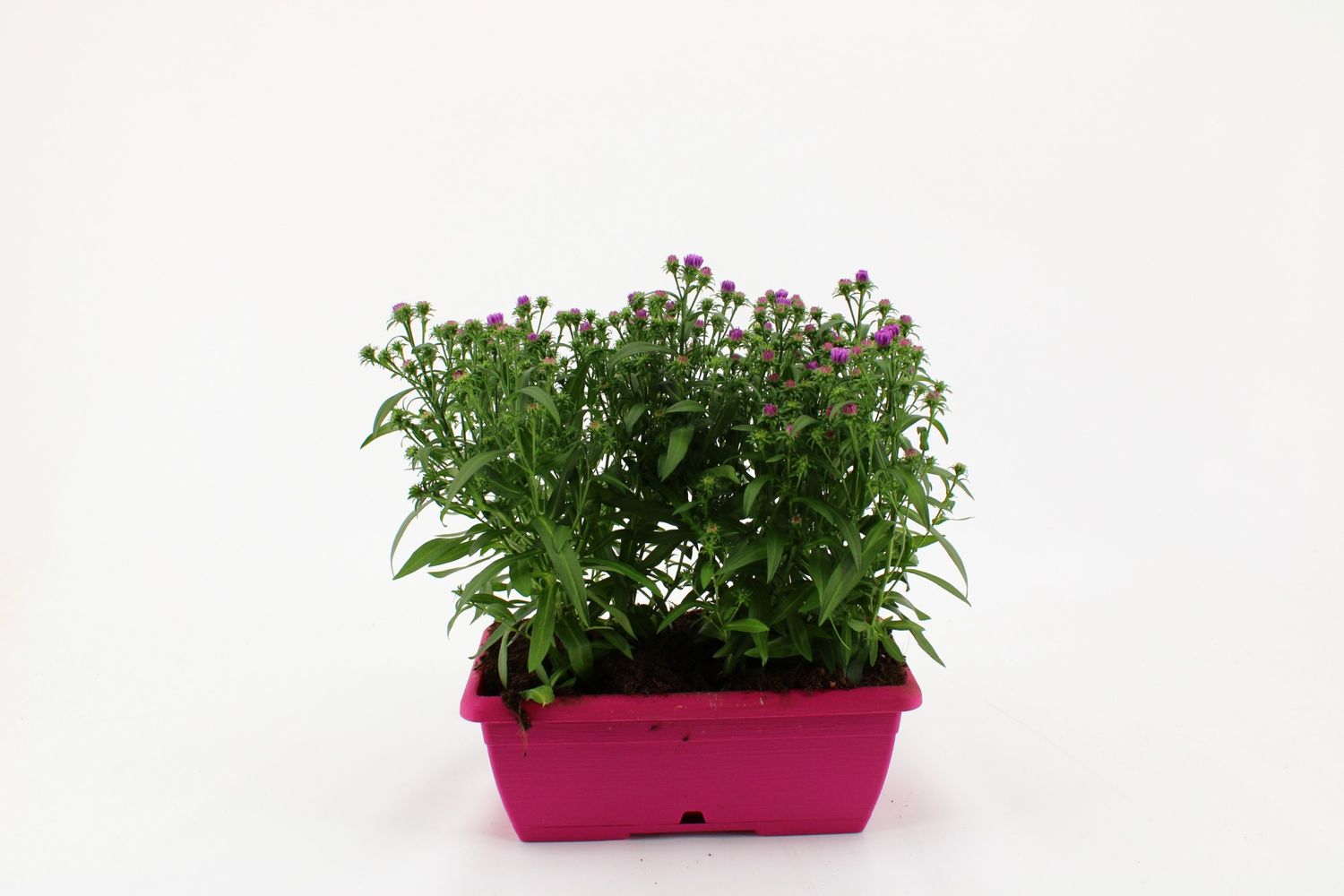 Aster MAGIC PINK — Plant Wholesale FlorAccess