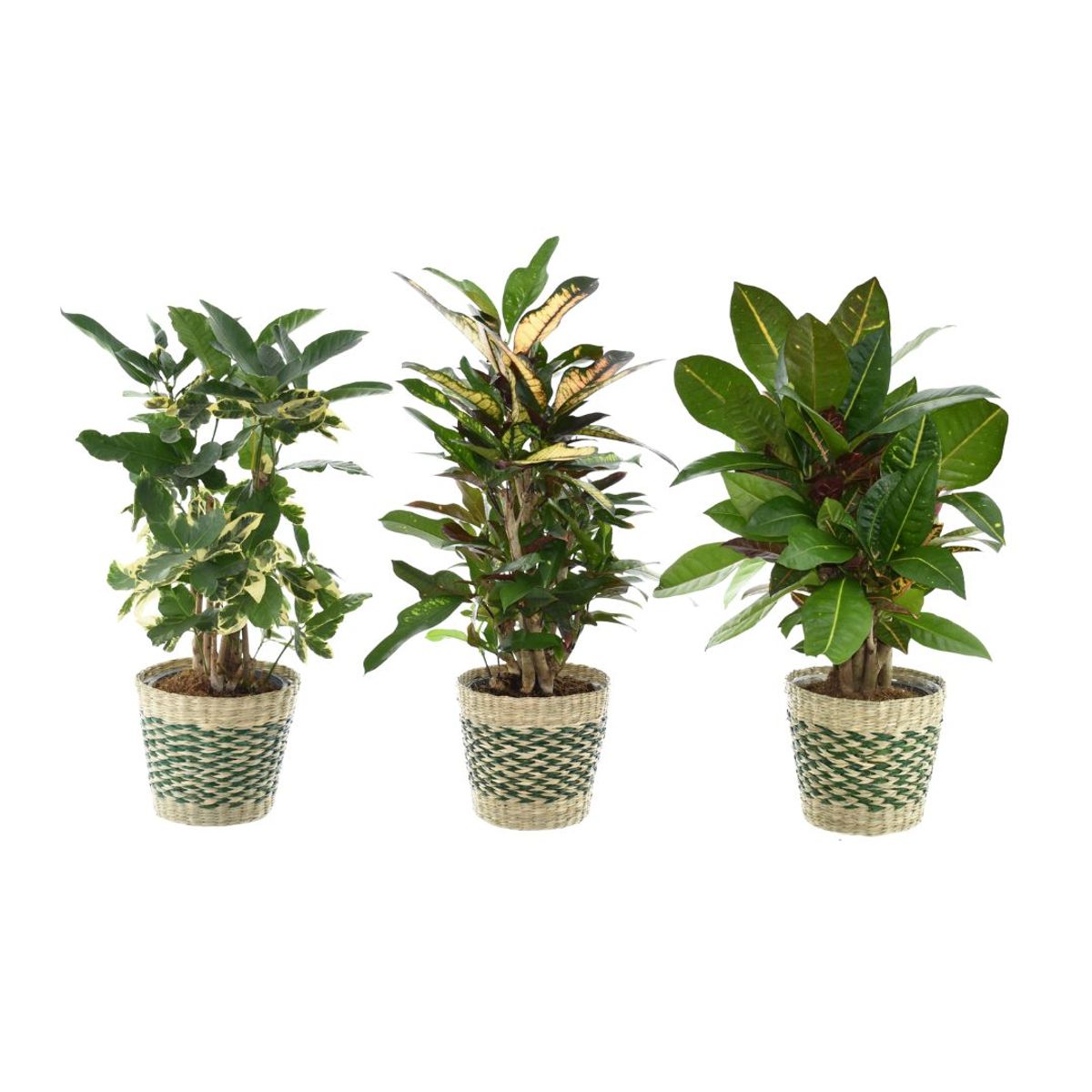 Codiaeum MIX — Plant Wholesale FlorAccess