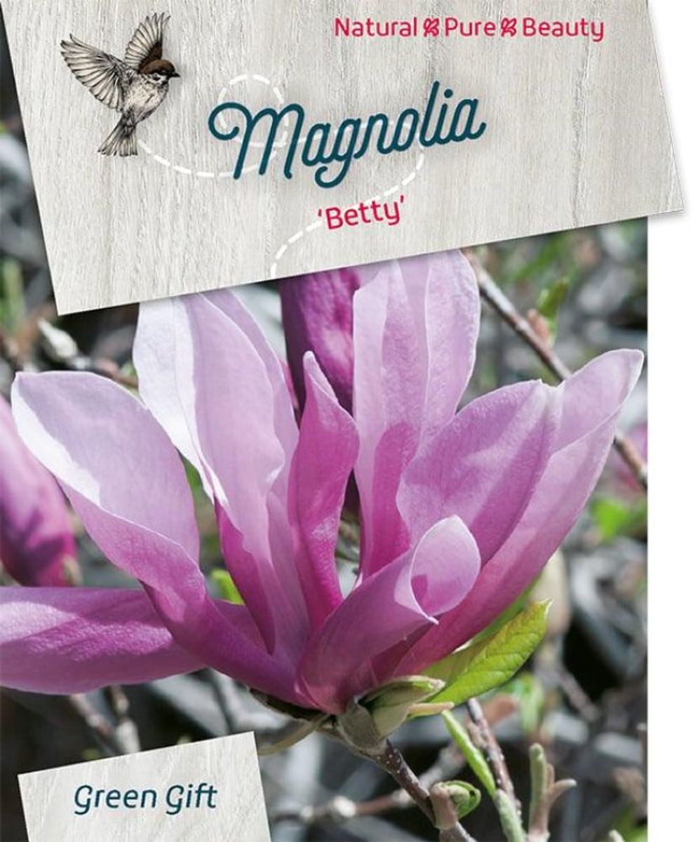 Magnolia 'Betty' — Plant Wholesale FlorAccess