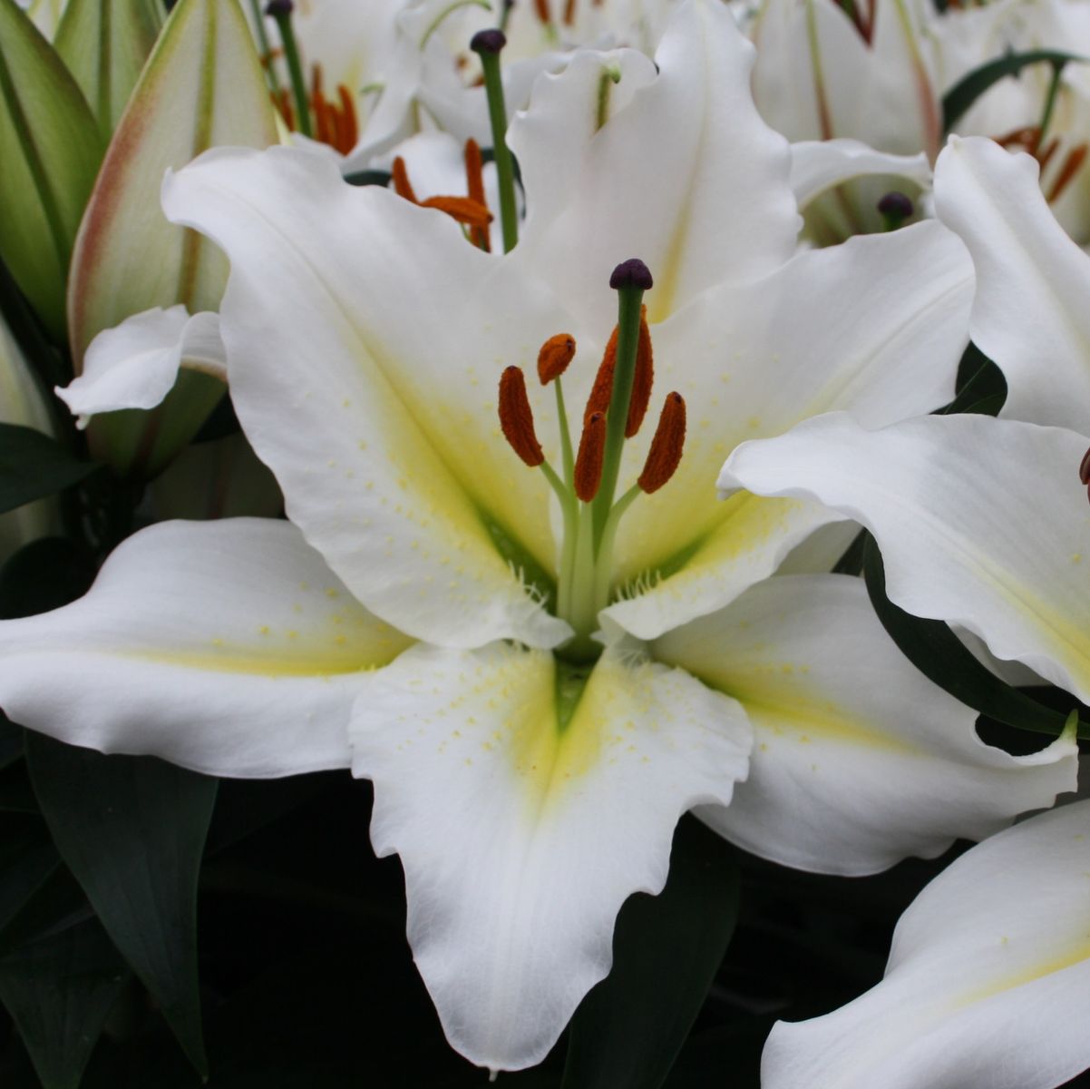 Lilium 'Sunny Bahamas' — Plant Wholesale FlorAccess