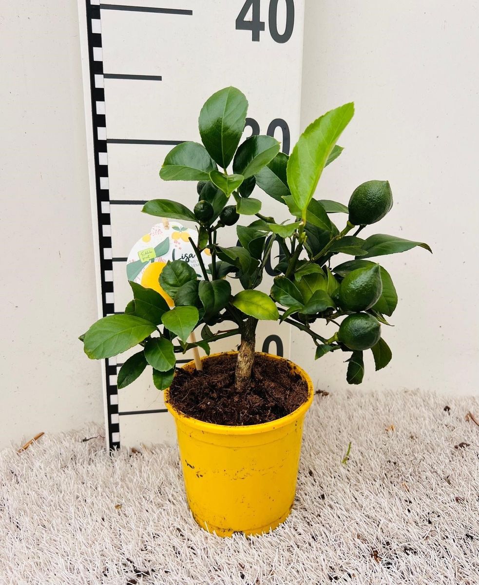 Citrus x meyeri 'Meyer' — Plant Wholesale FlorAccess