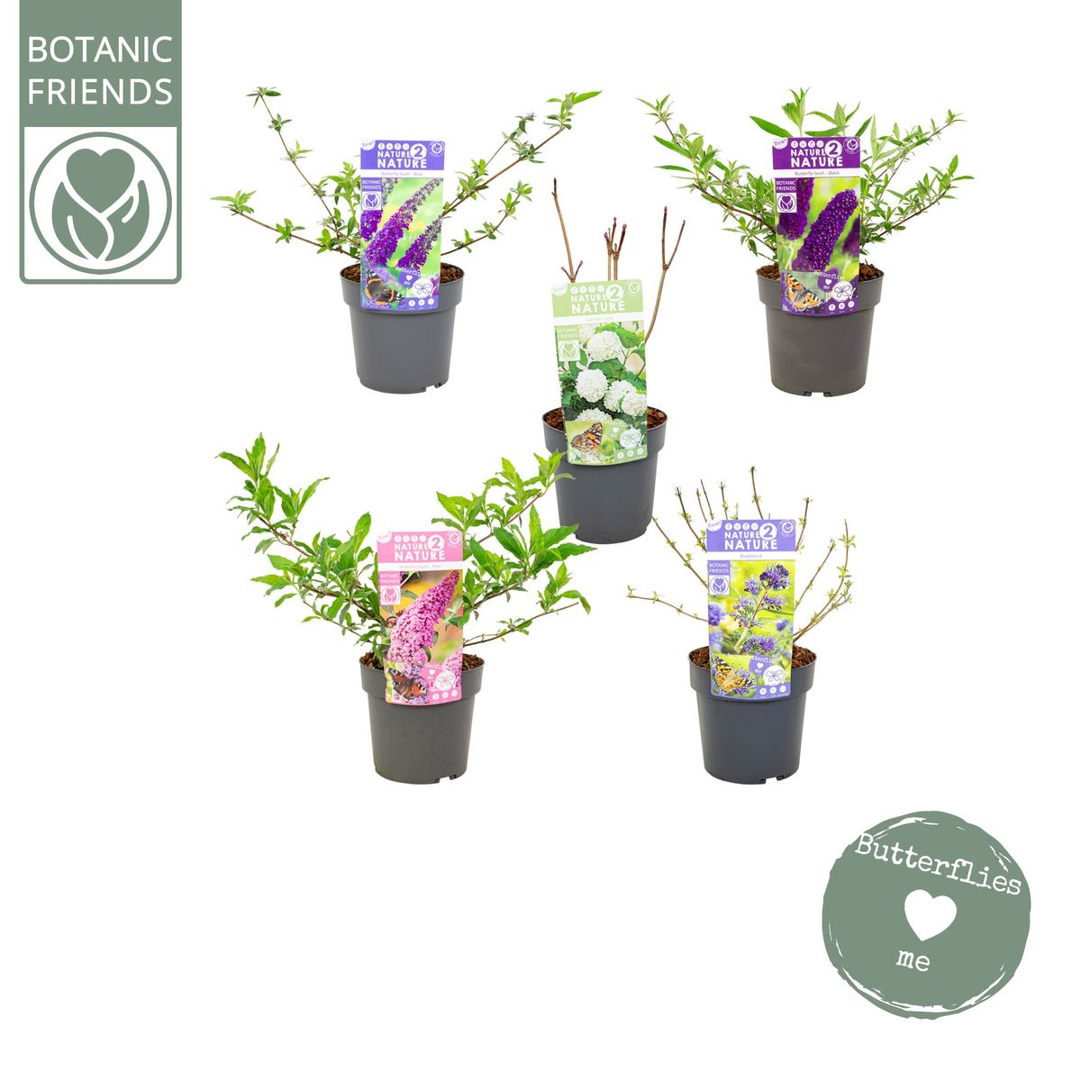 Shrubs MIX — Plant Wholesale FlorAccess