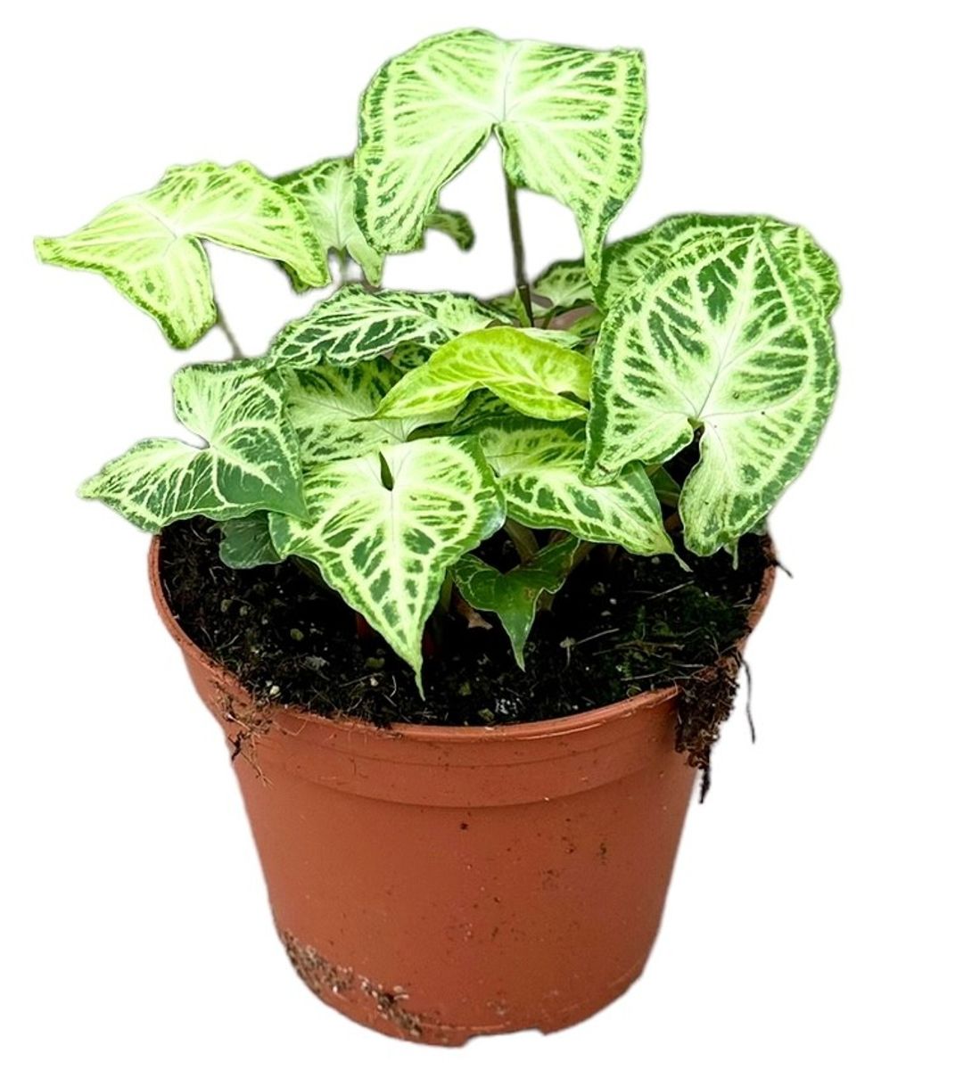 Syngonium 'Batik' — Plant Wholesale FlorAccess