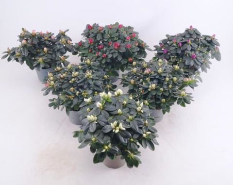 Rhododendron AZALEA MIX — Plant Wholesale FlorAccess