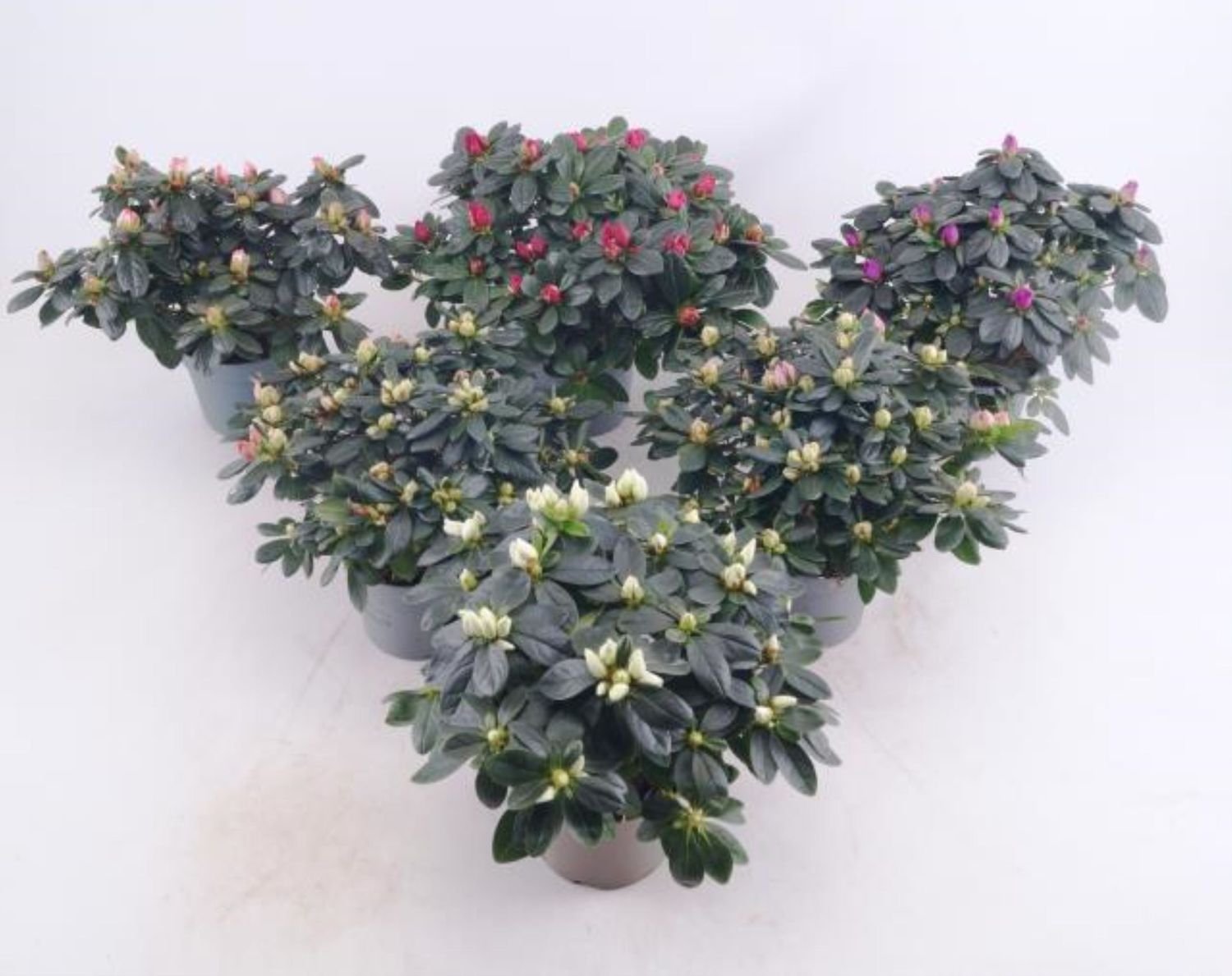 Rhododendron AZALEA MIX — Plant Wholesale FlorAccess
