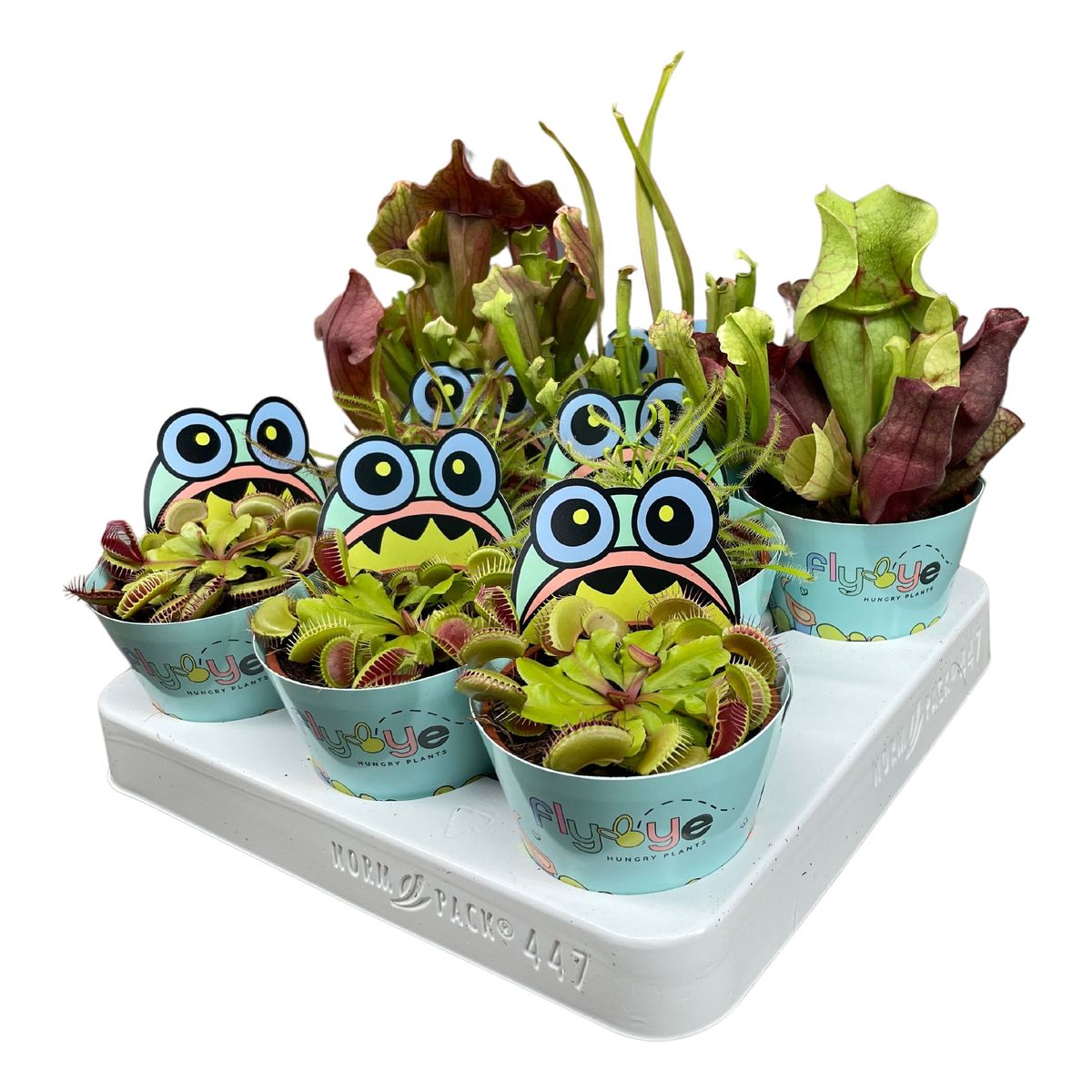 Carnivorous plants MIX — Plant Wholesale FlorAccess