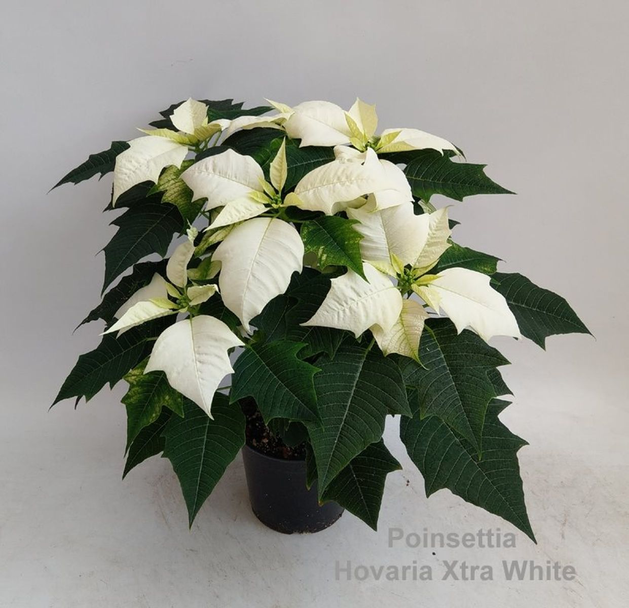 Euphorbia pulcherrima HOVARIA XTRA WHITE — Plant Wholesale FlorAccess