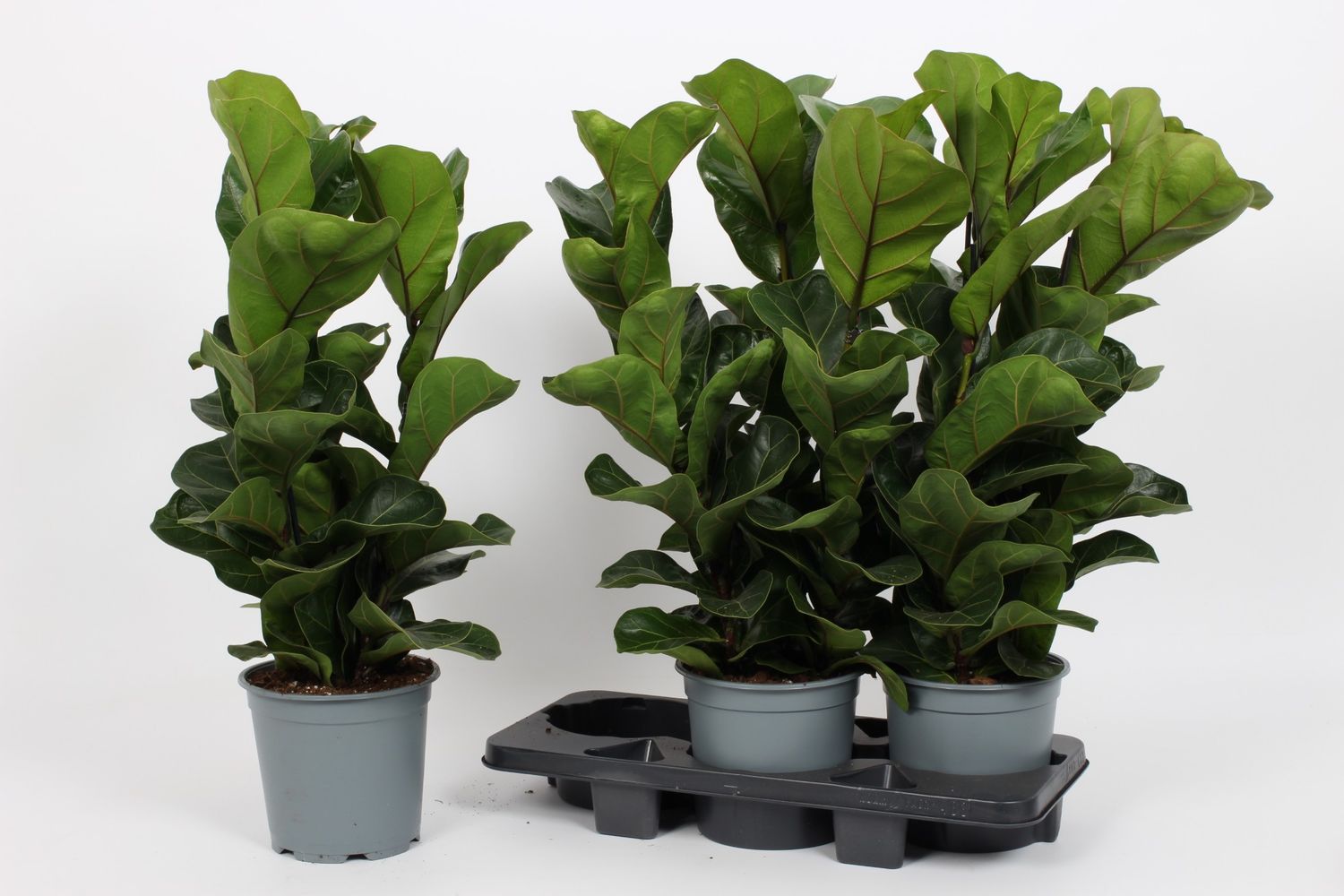 Ficus lyrata 'Bambino' — Plant Wholesale FlorAccess