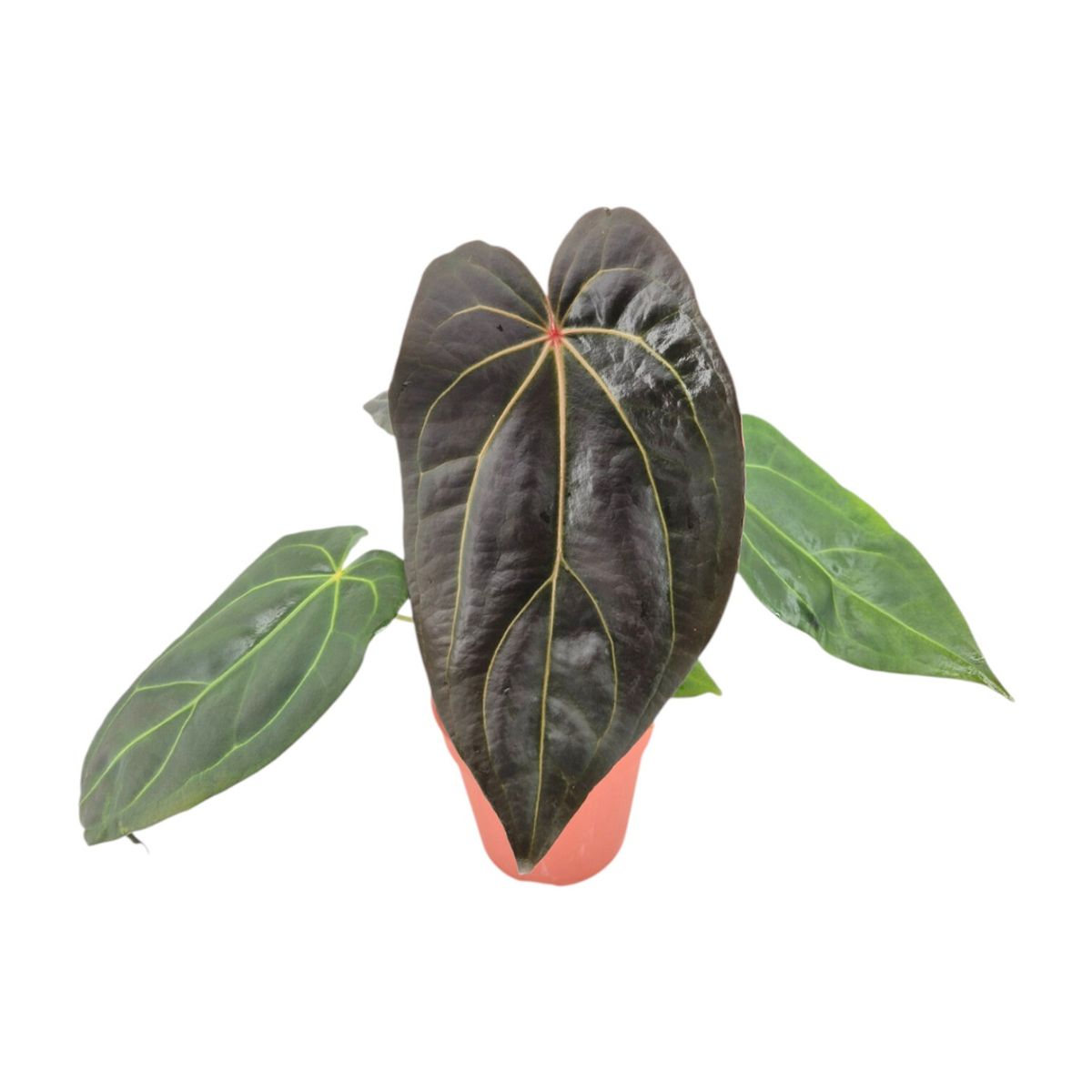 Anthurium DocBlock Dark & Handsome '9' X Black Widow '13' — Plant ...